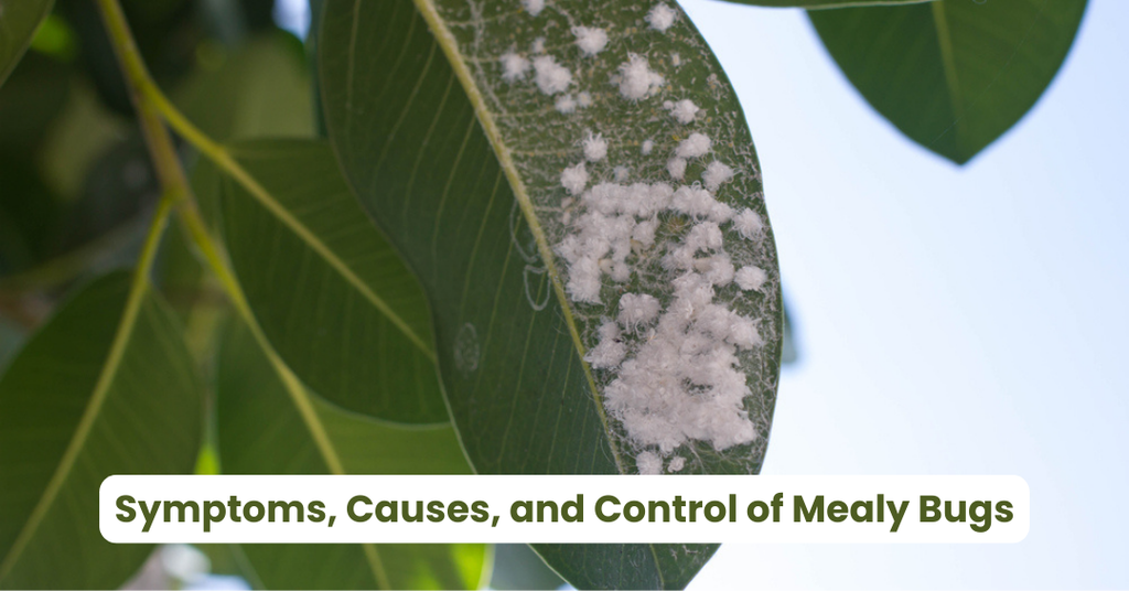 Symptoms & Causes Of Mealy Bugs? How To Control Them Organically – Pot and Bloom