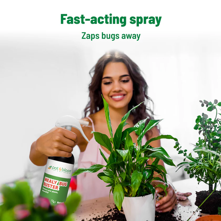 Buy Mealy Bug Buster Spray (100ml) Online at Best Price | Pot and Bloom