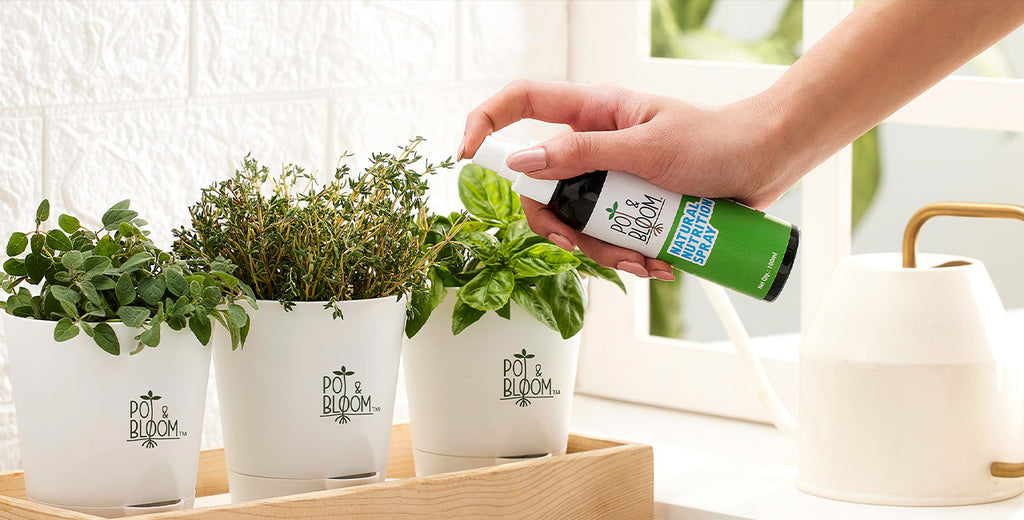 Plant protection: A Beginners Guide to Use Protection Spray for Plants ...