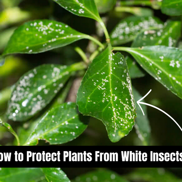 white plant bugs