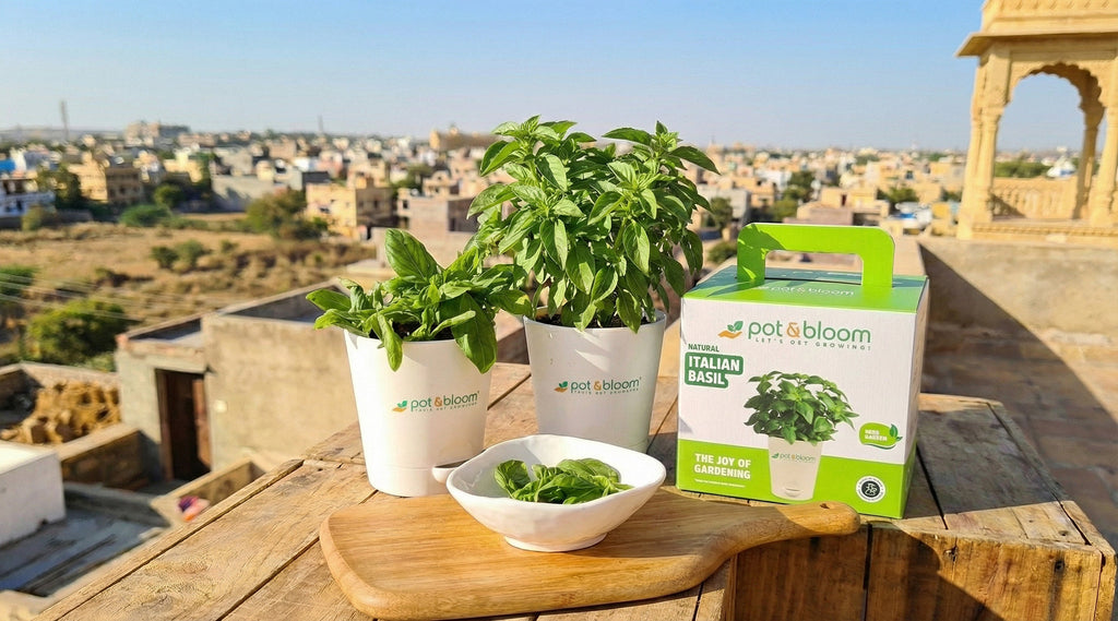 How to Grow Italian Basil at Home: Complete Guide for Indian Climate ...