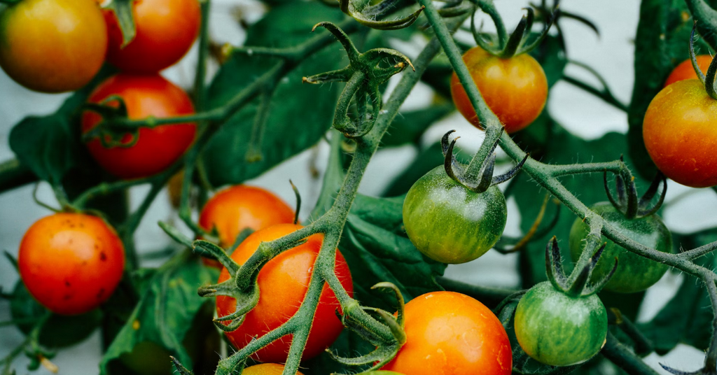 DIY Plant Cultivation: A Beginner's Guide to Growing Plants | Pot and Bloom