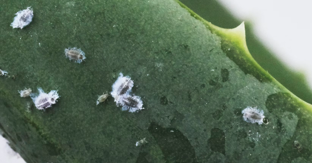 The Impact of Mealybugs on Plants: Signs, Symptoms, and Damage – Pot ...
