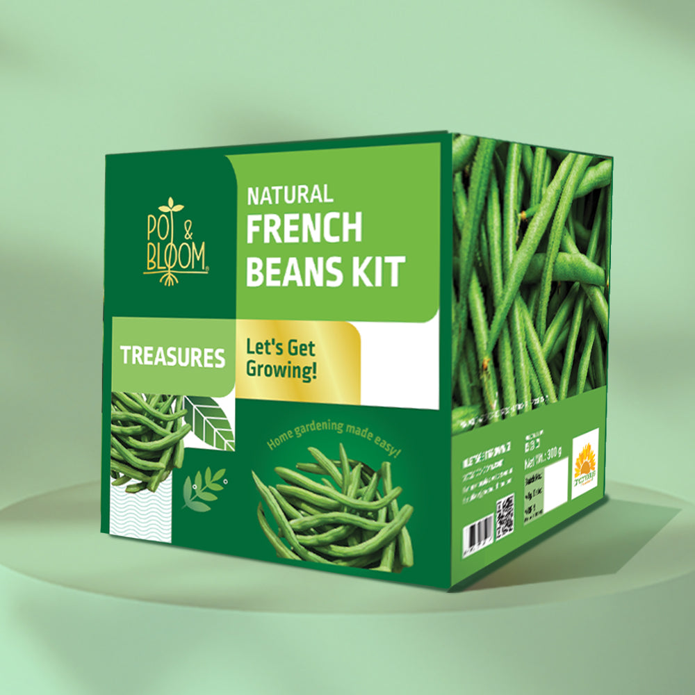 Buy Treasures French Beans Grow Kit Online at Best Price | Pot and Bloom