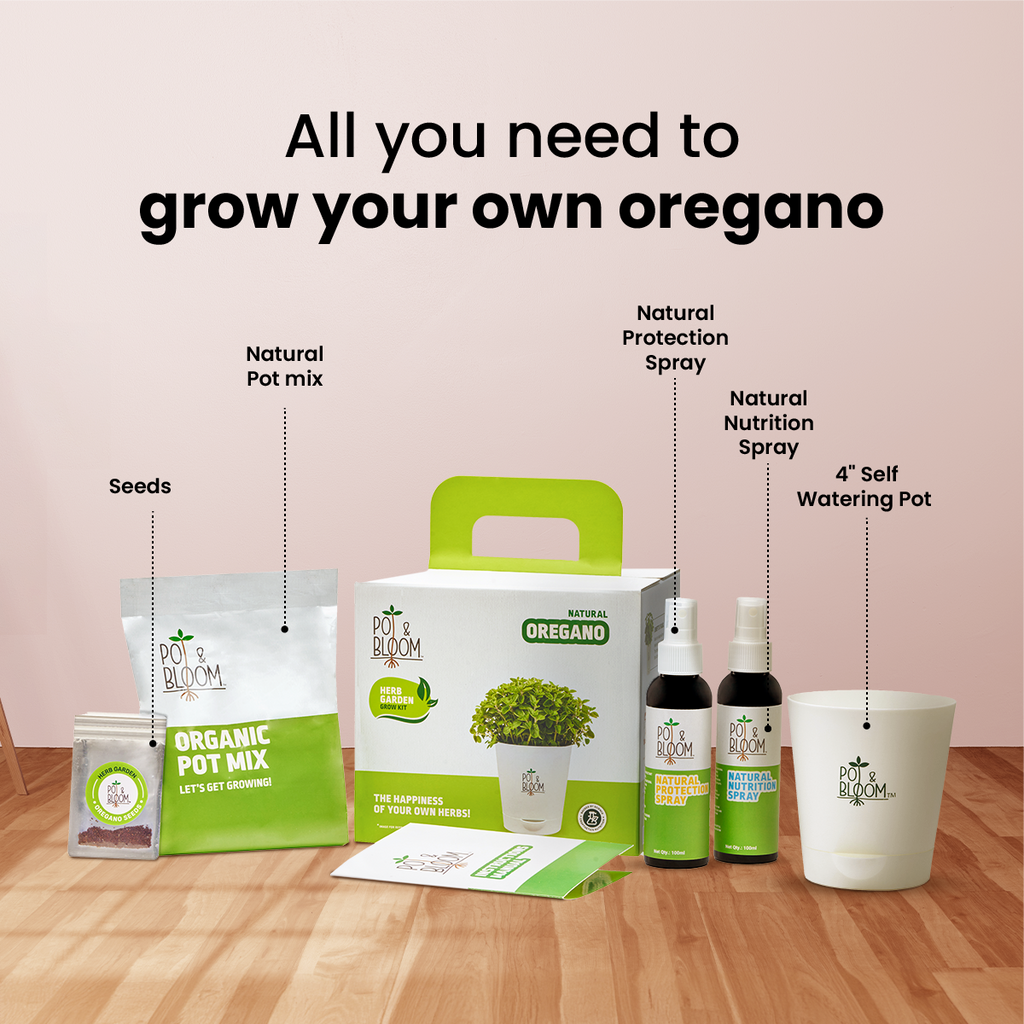 Buy Oregano Kit Online at Best Price | Pot and Bloom