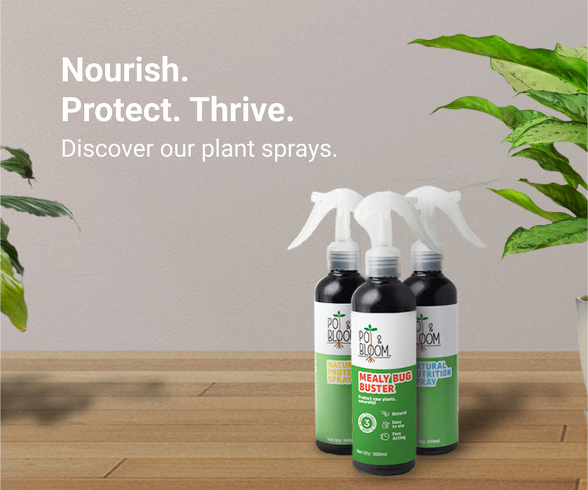 Buy Natural Plant Protection Spray @37% OFF at Pot and Bloom