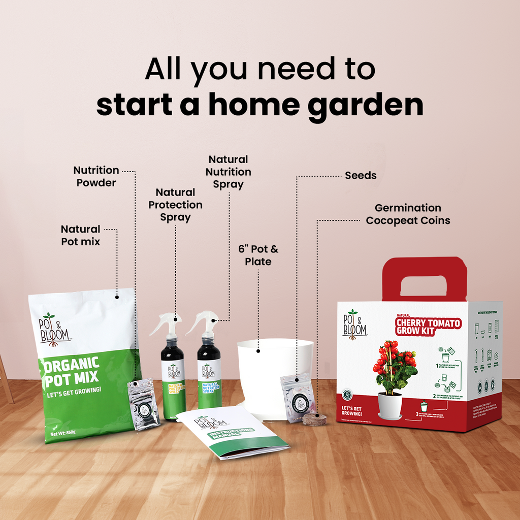Buy Cherry Tomato Grow Kit Online at Best Price | Pot and Bloom