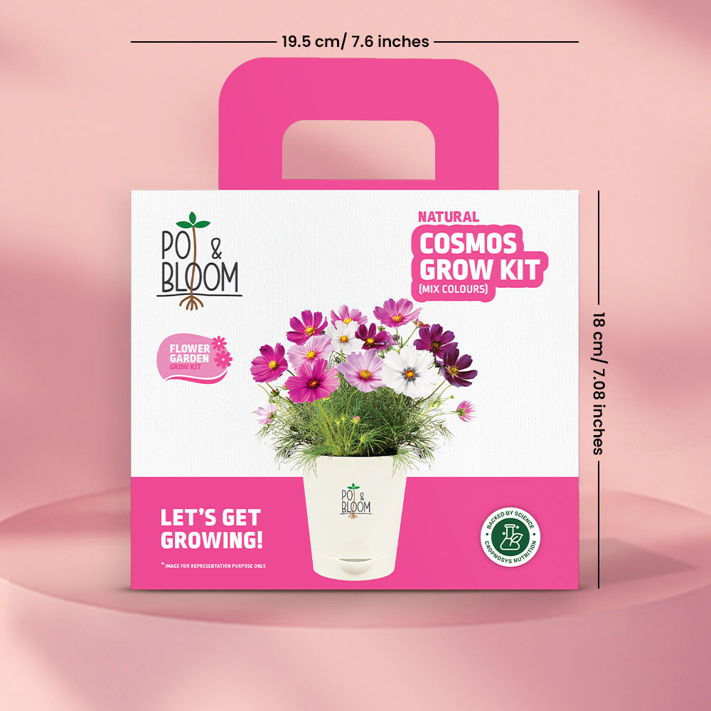 Buy Natural Cosmos Grow Kit Online at Best Price | Pot and Bloom