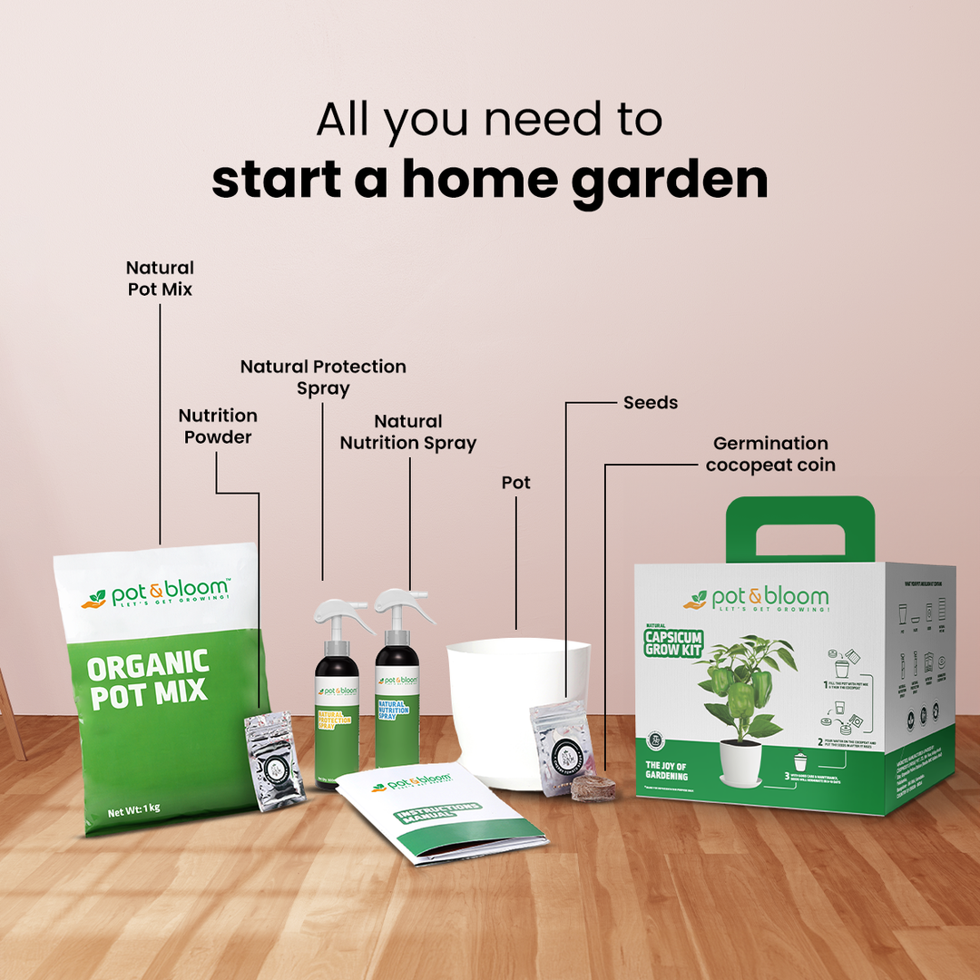 Buy Capsicum Grow Kit Online at Best Price | Pot and Bloom