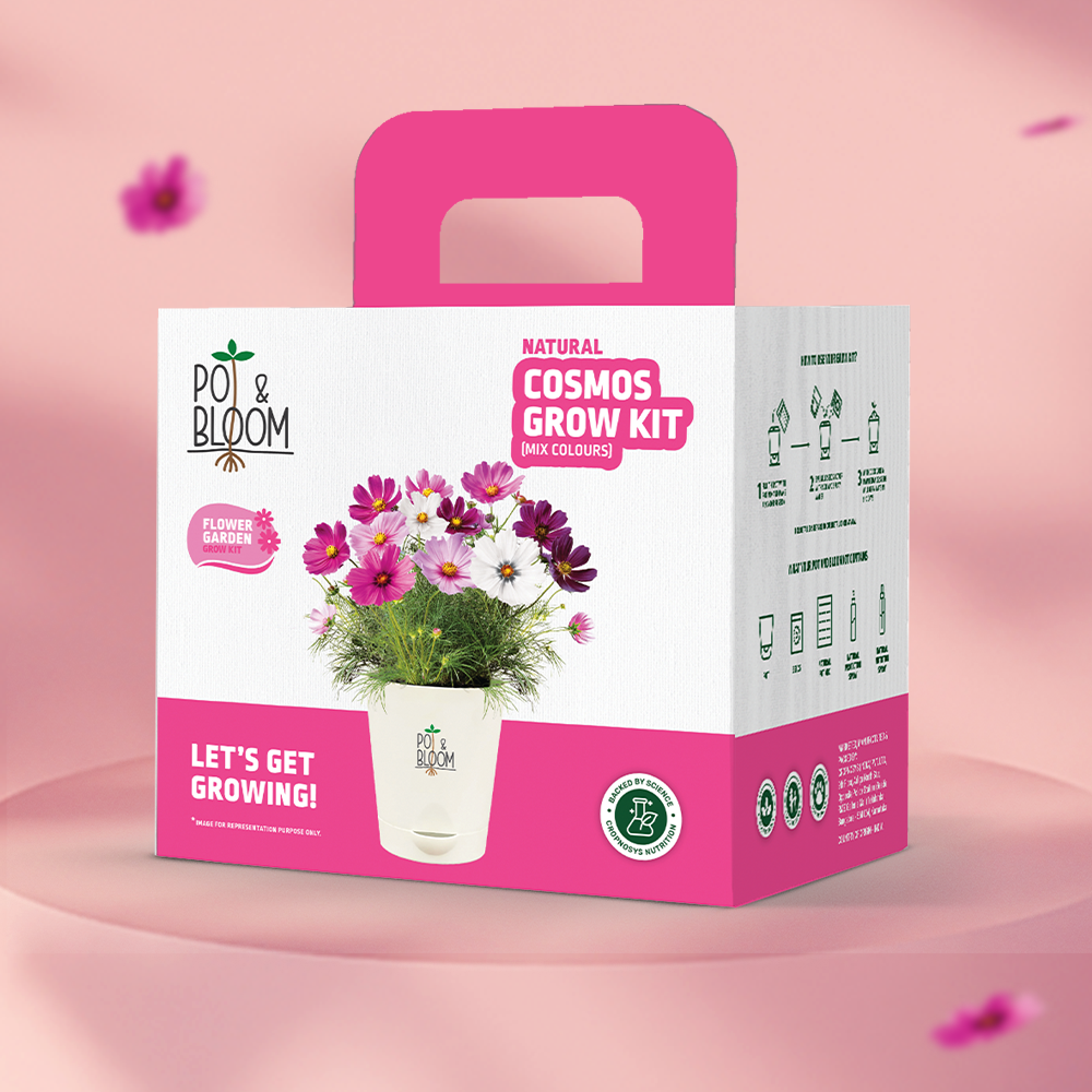 Buy Natural Cosmos Grow Kit Online at Best Price | Pot and Bloom