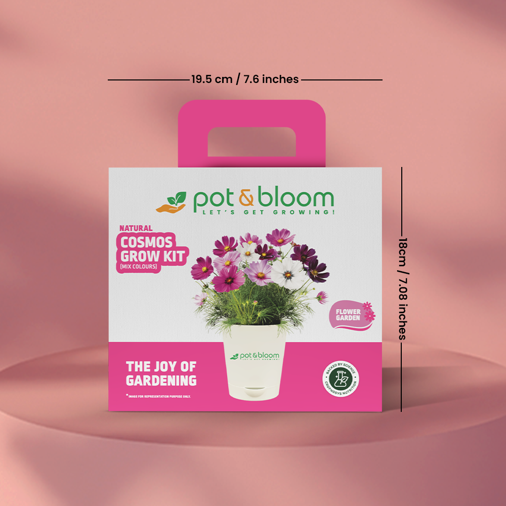 Buy Natural Cosmos Grow Kit Online at Best Price | Pot and Bloom