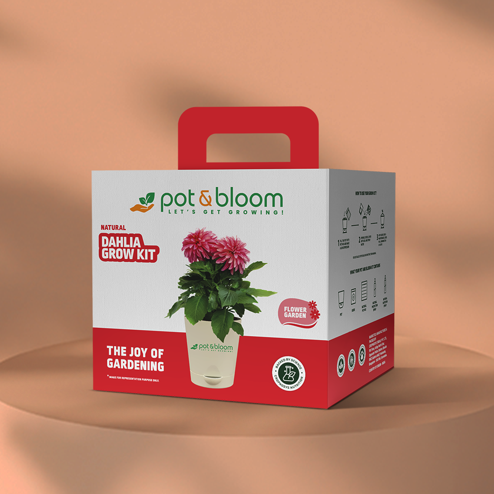 Buy Natural Dahlia Grow Kit Online at Best Price | Pot and Bloom