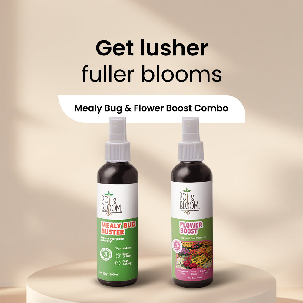 Buy Mealy Bug Buster and Flower Boost Spray Combo (100ml) at Best Price ...