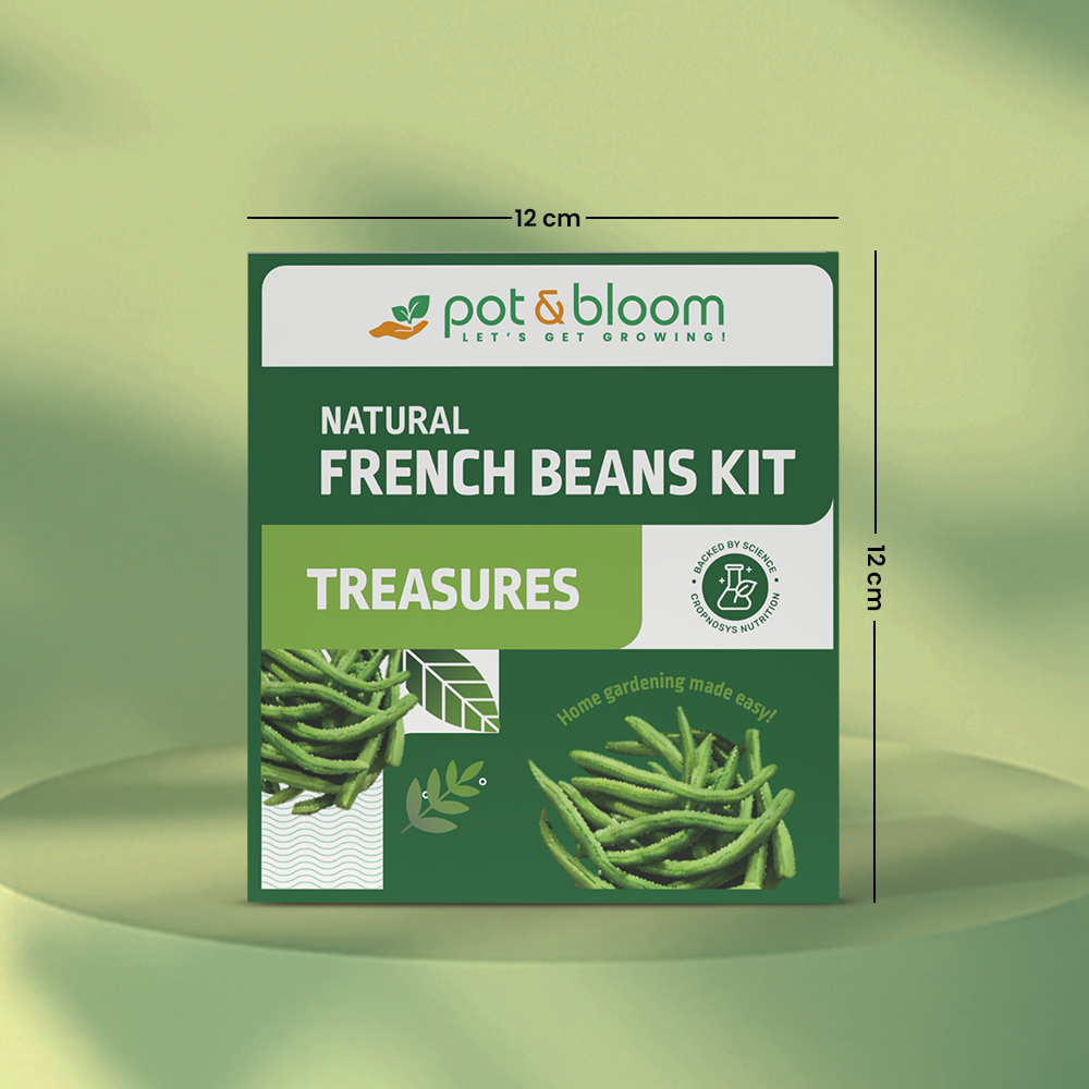 Buy Treasures French Beans Grow Kit Online at Best Price | Pot and Bloom