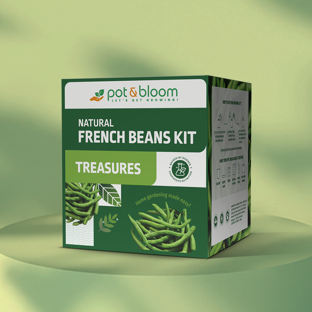 Buy Treasures French Beans Grow Kit Online at Best Price | Pot and Bloom