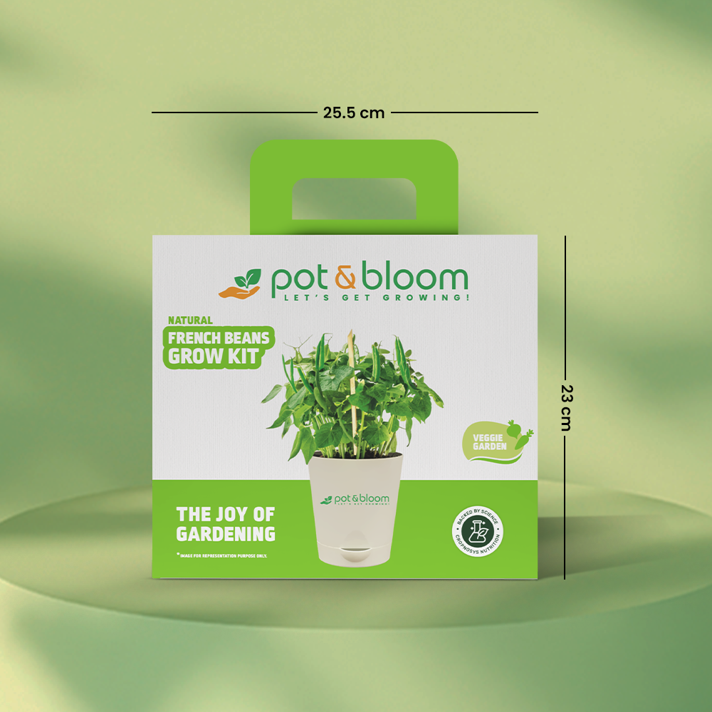 Buy Natural French Beans Grow Kit Online at Best Price | Pot and Bloom