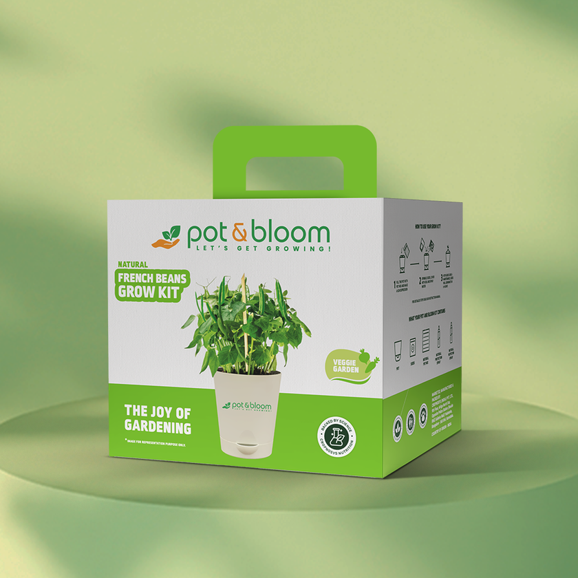 Buy Natural French Beans Grow Kit Online at Best Price | Pot and Bloom