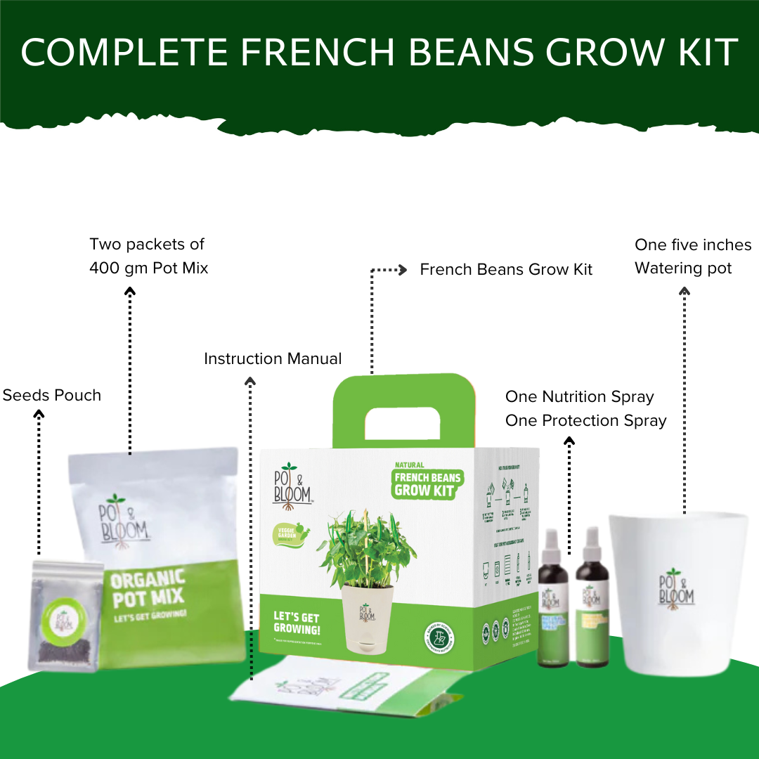 Buy Natural French Beans Grow Kit Online at Best Price | Pot and Bloom