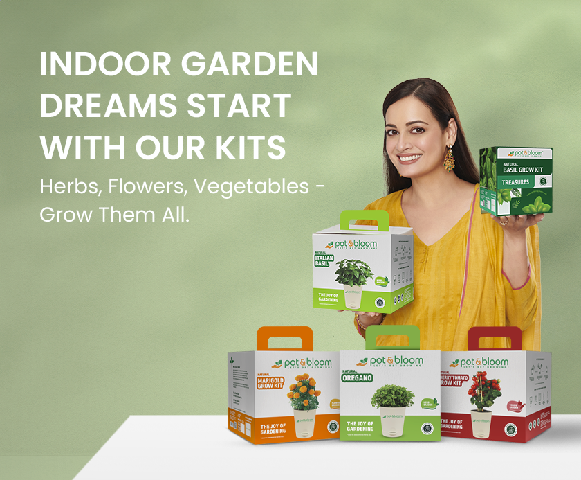 Buy DIY Gardening Kits Online at Best Price - Pot and Bloom