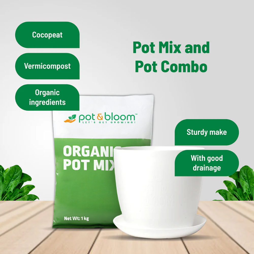 Buy 1kg Pot Mix with Pot and Plate Combo Online at Best Price | Pot and ...