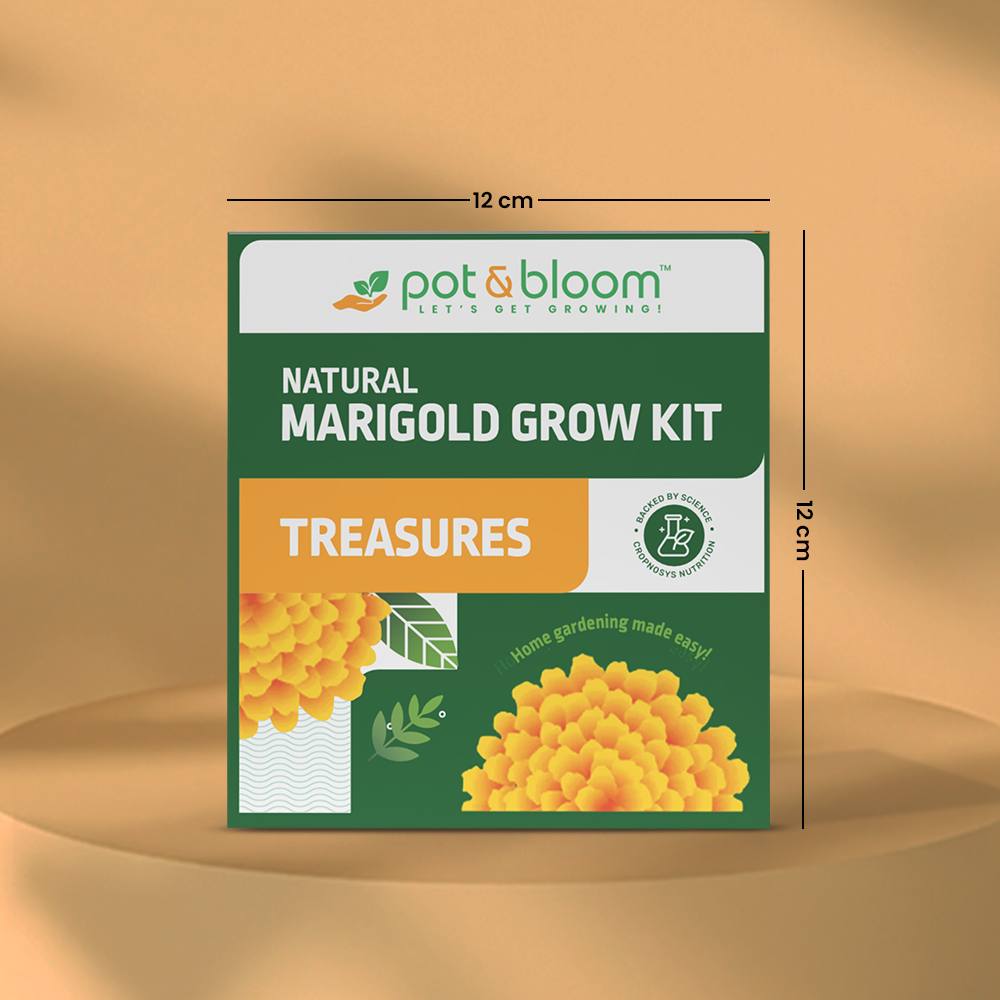 Buy Treasures Marigold Kit Online at Best Price | Pot and Bloom
