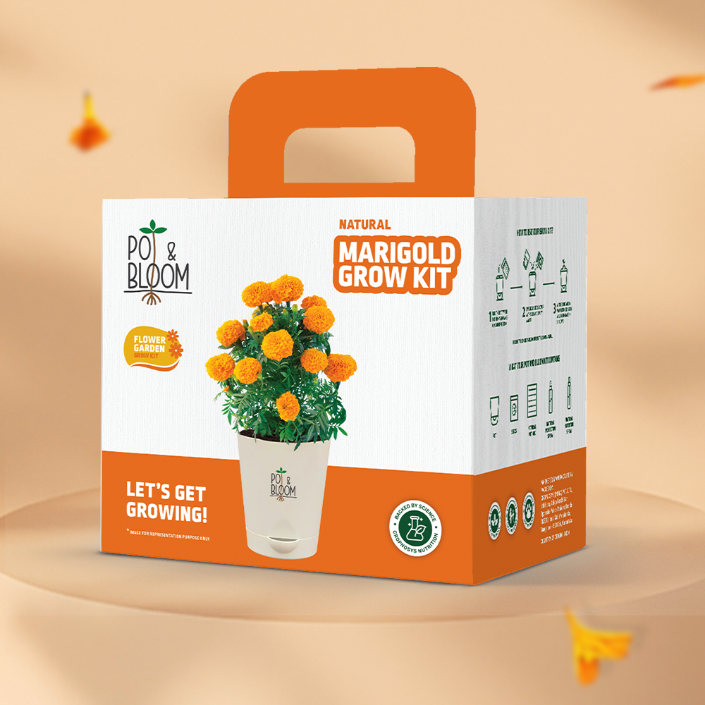 Buy Natural Marigold Grow Kit Online at Best Price | Pot and Bloom