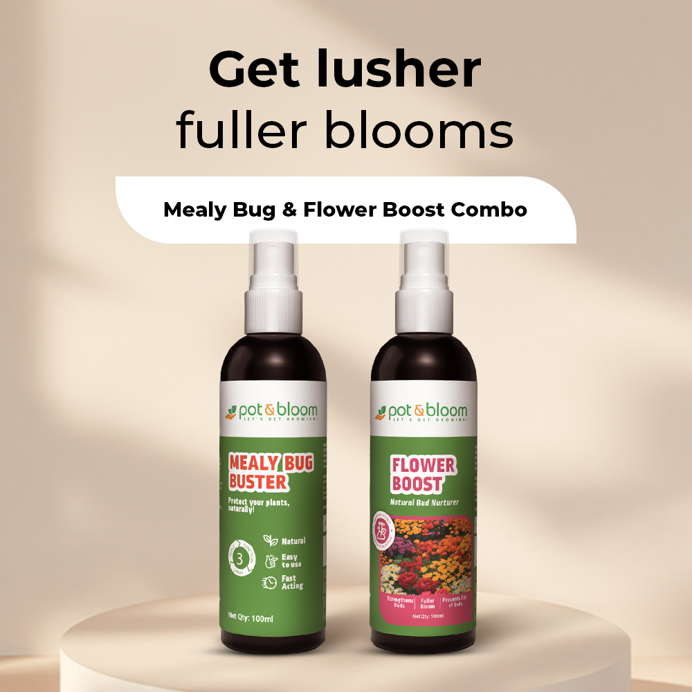 Buy Mealy Bug Buster and Flower Boost Spray Combo (100ml) at Best Price ...