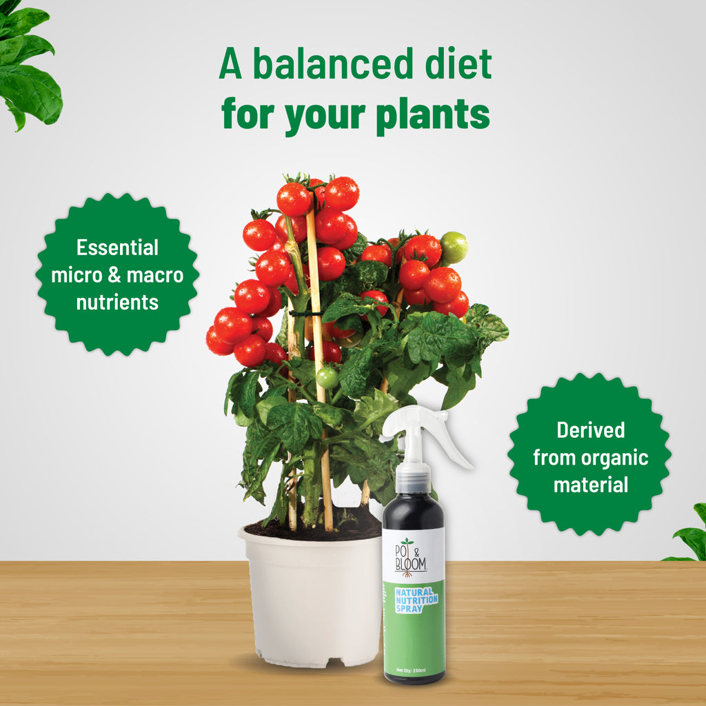 Nutrition Spray 250 ml- Buy Plant Nutrient Spray Online at Pot and Bloom