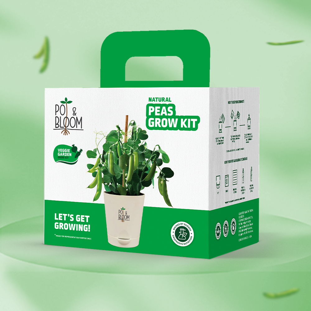 Buy Natural Peas Grow Kit Online at Best Price | Pot and Bloom