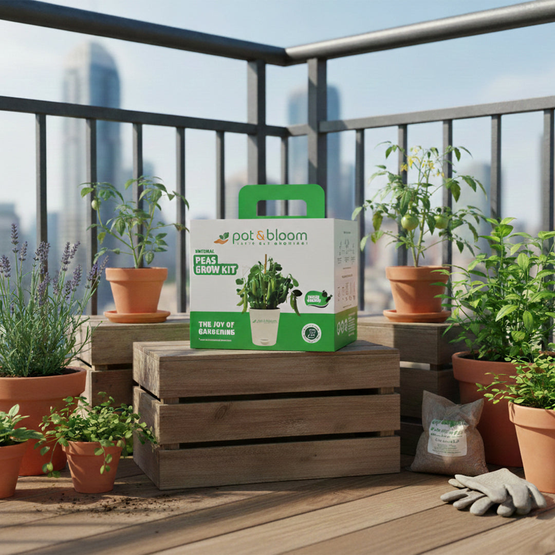 Buy Natural Peas Grow Kit Online at Best Price | Pot and Bloom