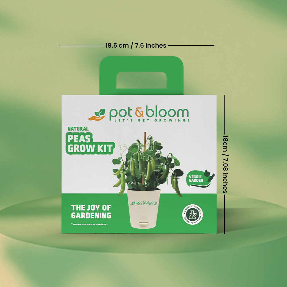 Buy Natural Peas Grow Kit Online at Best Price | Pot and Bloom