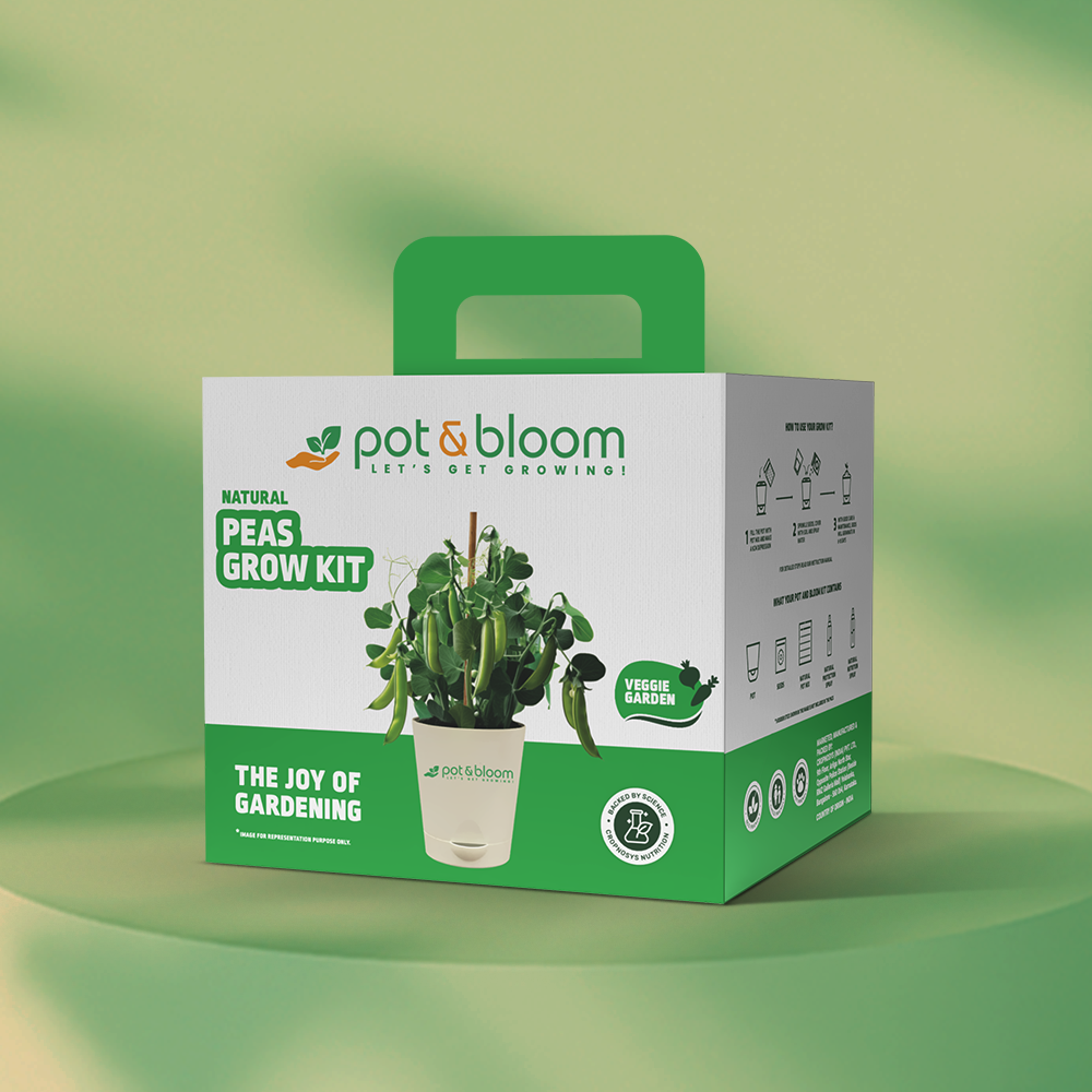 Buy Natural Peas Grow Kit Online at Best Price | Pot and Bloom