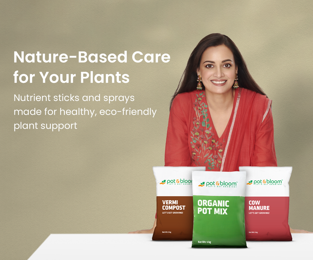 Plant Care – Pot and Bloom