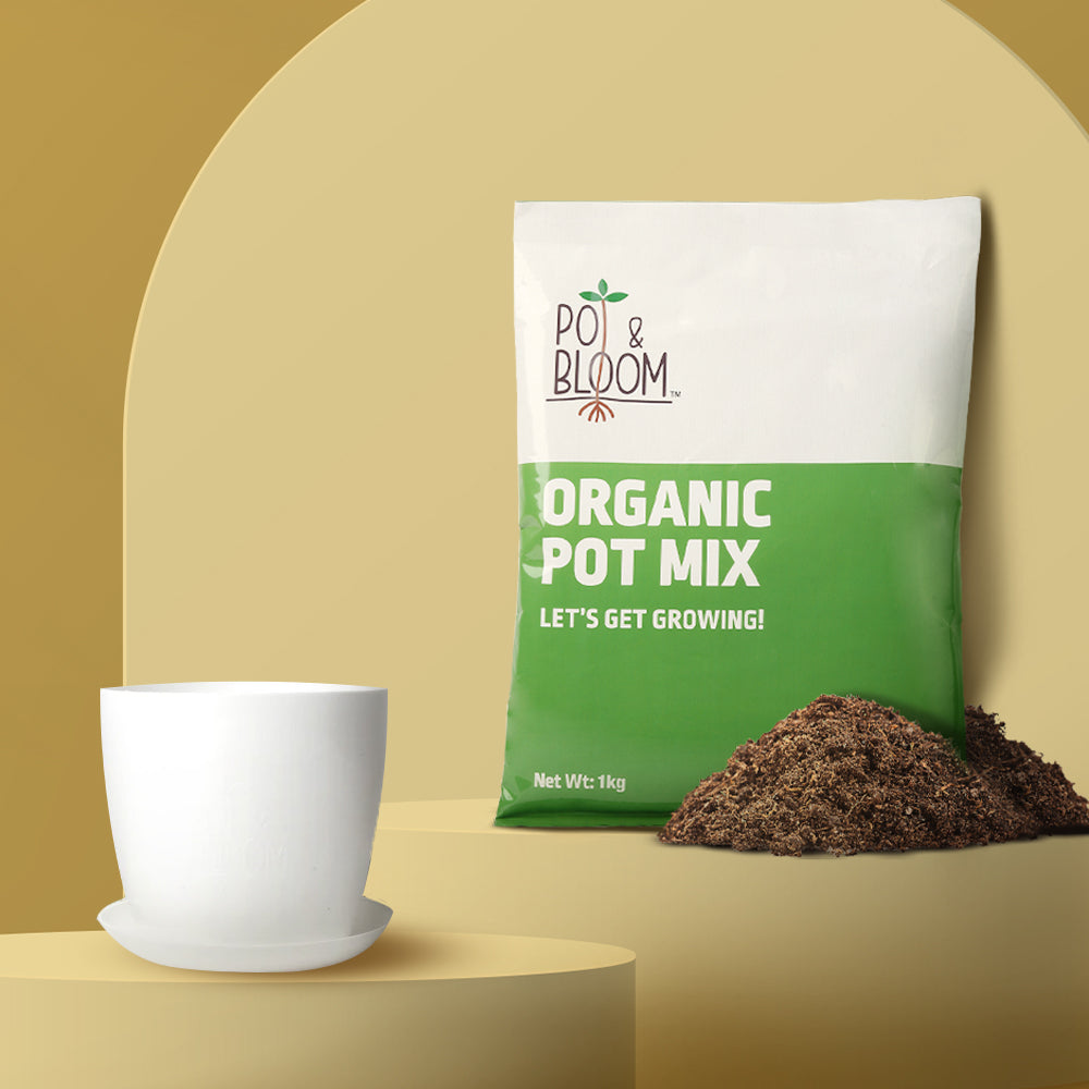 Buy 1kg Pot Mix with Pot and Plate Combo Online at Best Price | Pot and ...