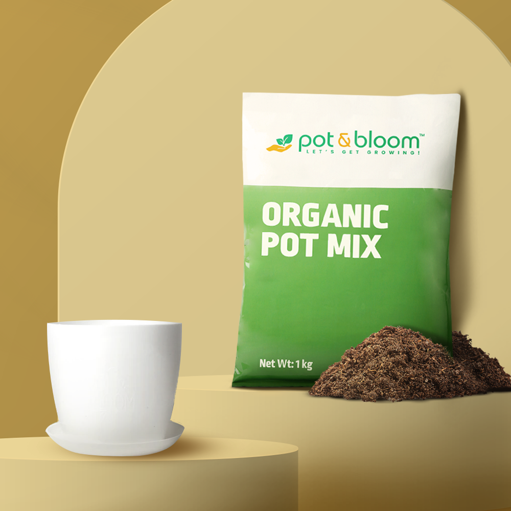 Buy 1kg Pot Mix with Pot and Plate Combo Online at Best Price | Pot and ...