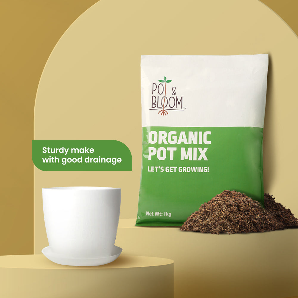 Buy 1kg Pot Mix with Pot and Plate Combo Online at Best Price | Pot and ...