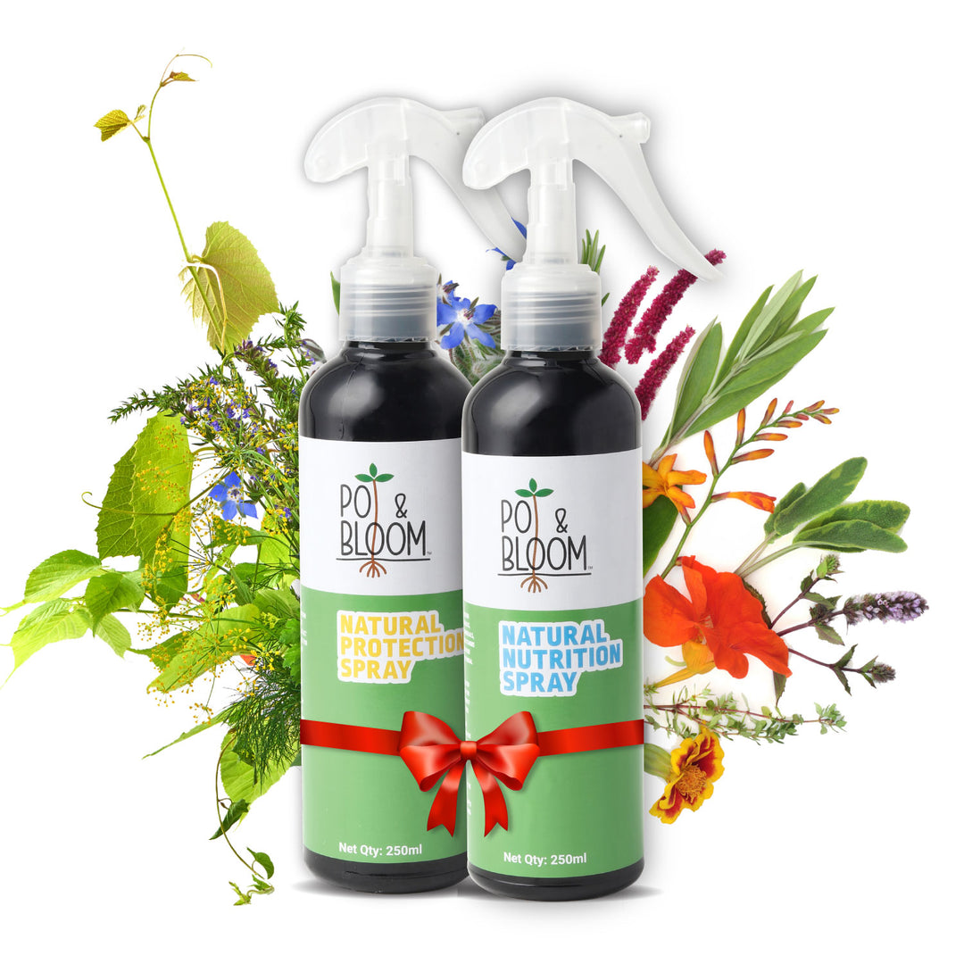 Flower Kits - Buy Flower Growing Kits Online at Pot and Bloom