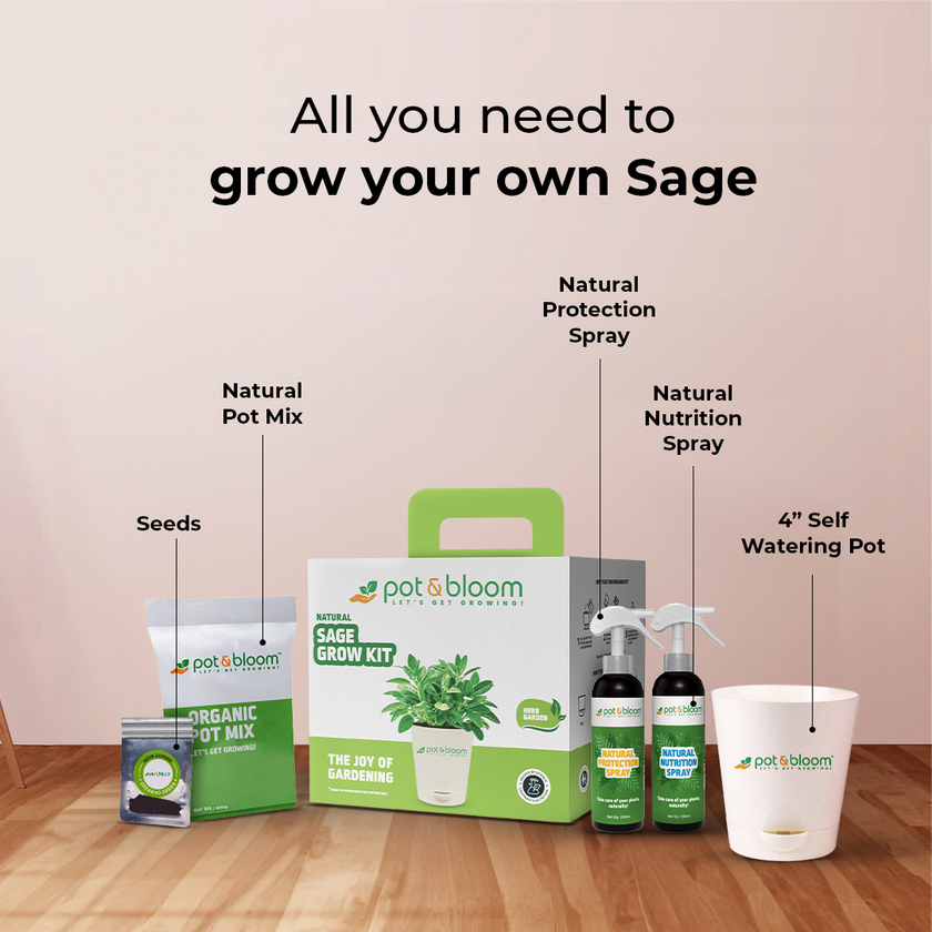 Buy Sage Grow Kit Online at Best Price | Pot and Bloom
