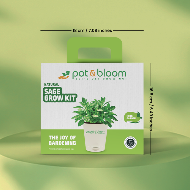 Buy Sage Grow Kit Online at Best Price | Pot and Bloom