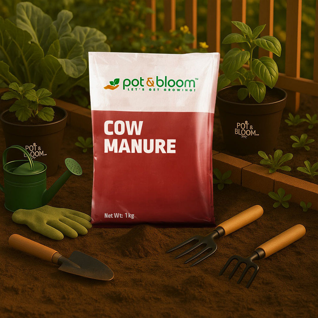 Cow Manure 1 KG – Pot and Bloom