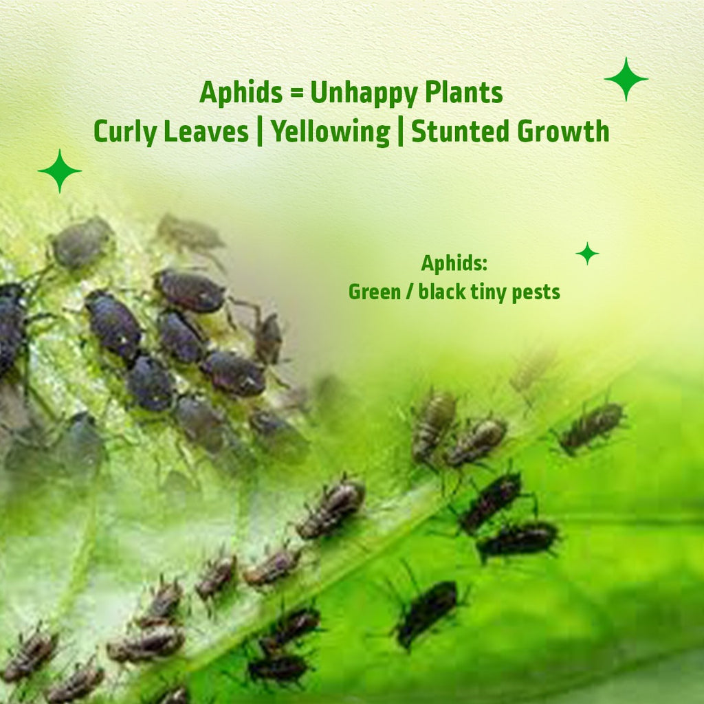 Aphids Buster Spray 100 ml – Pot and Bloom