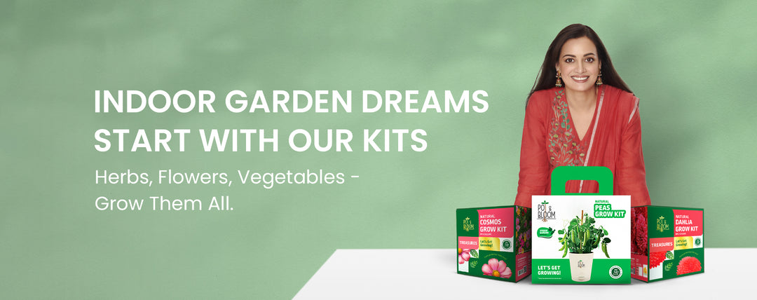 Explore New Arrival Home Gardening Products by Pot and Bloom