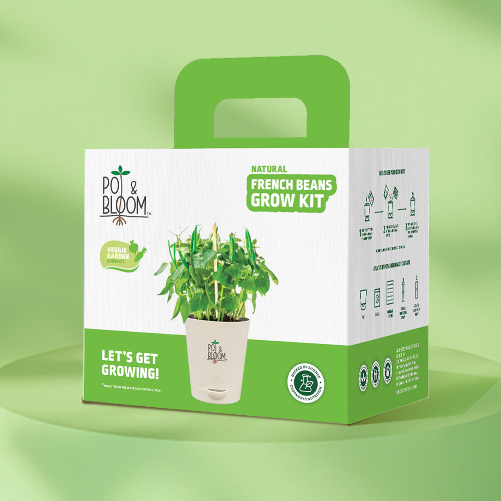 Buy Natural French Beans Grow Kit Online at Best Price | Pot and Bloom
