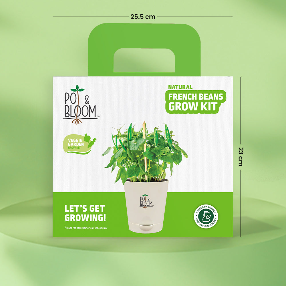 Buy Natural French Beans Grow Kit Online at Best Price | Pot and Bloom