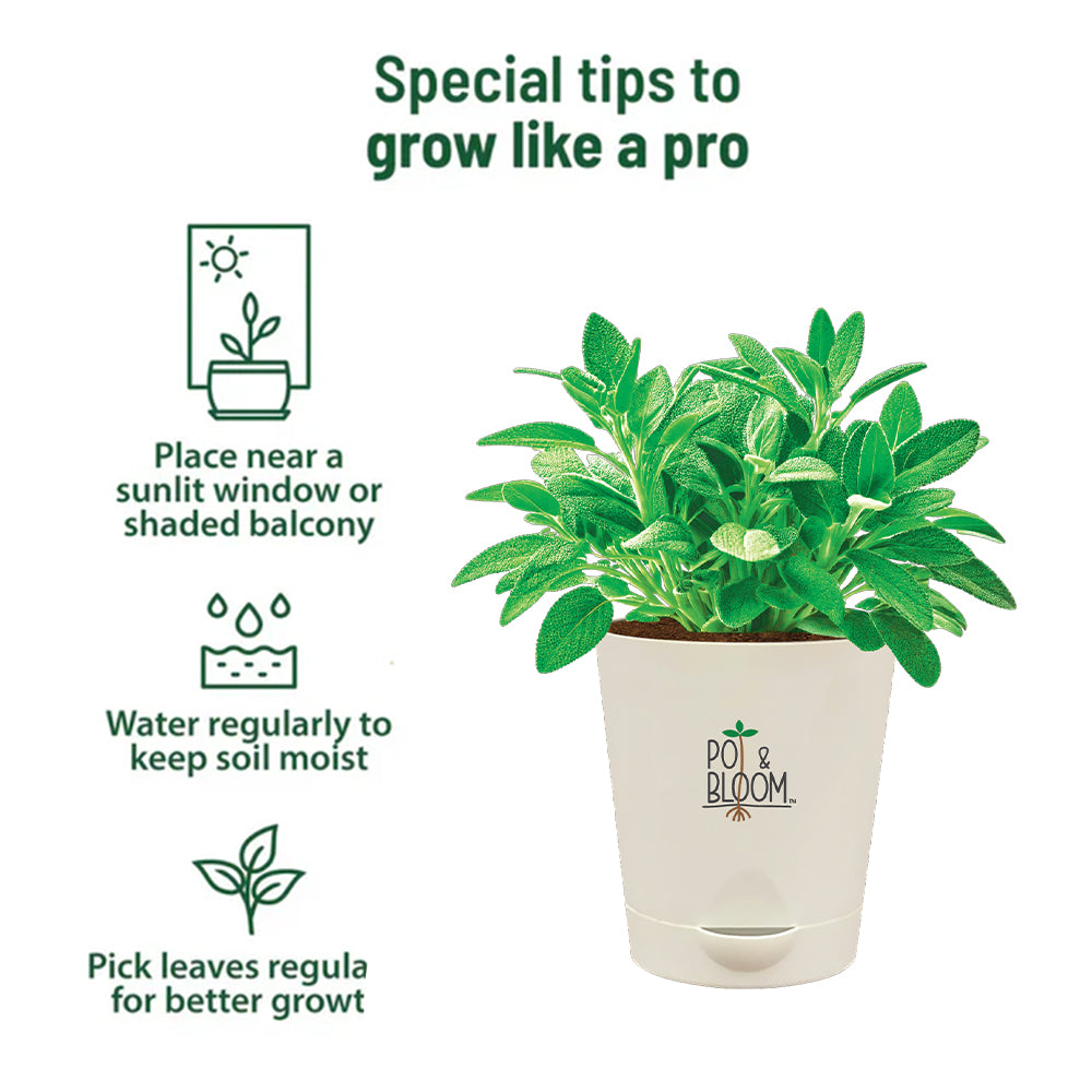Buy Sage Grow Kit Online at Best Price | Pot and Bloom
