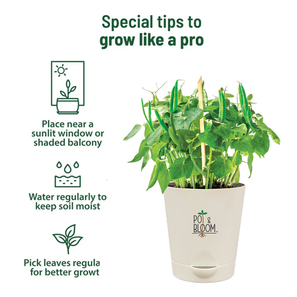 Buy Natural French Beans Grow Kit Online at Best Price | Pot and Bloom