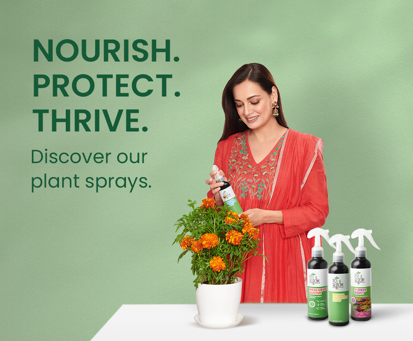 Buy Plant Protection and Nutrition Sprays @37% OFF at Pot and Bloom