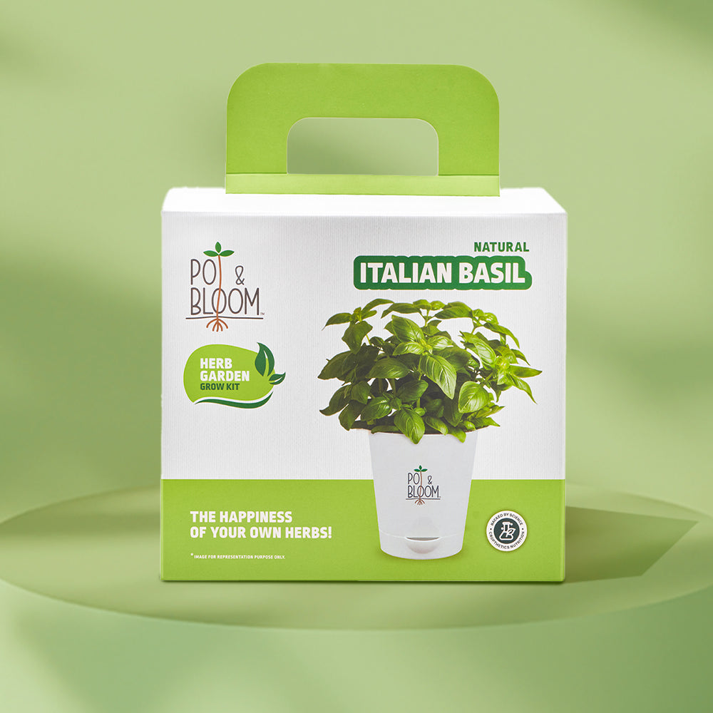 Buy Italian Basil Kit Online at Best Price | Pot and Bloom