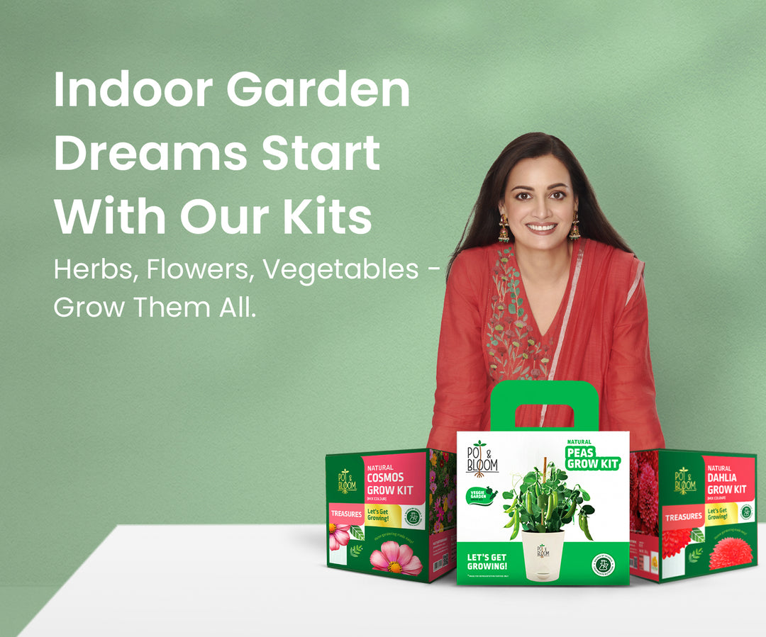 Explore New Arrival Home Gardening Products by Pot and Bloom