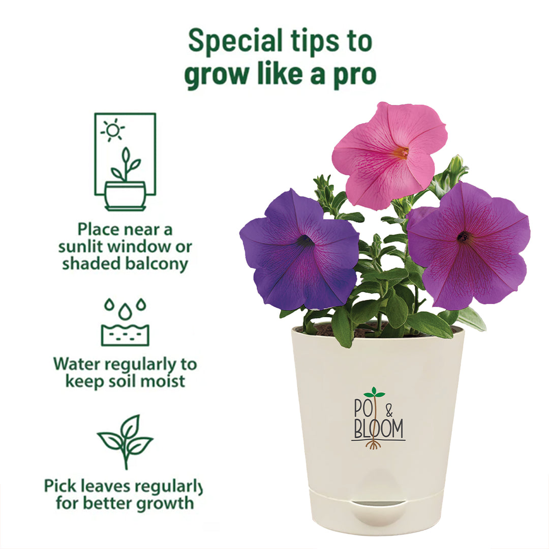 Buy Petunia Grow Kit Online at Best Price | Pot and Bloom
